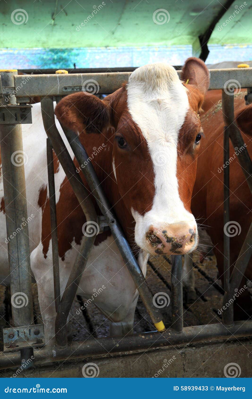 Cows are calm animals stock image. Image of barn, meat - 58939433