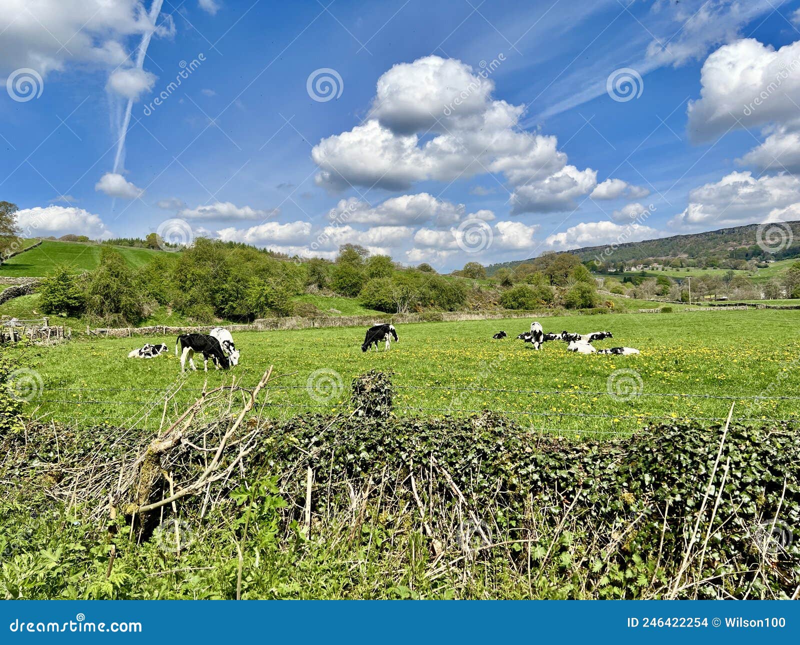 Cows in Field stock photo. Image of calves, graze, farming - 246422254