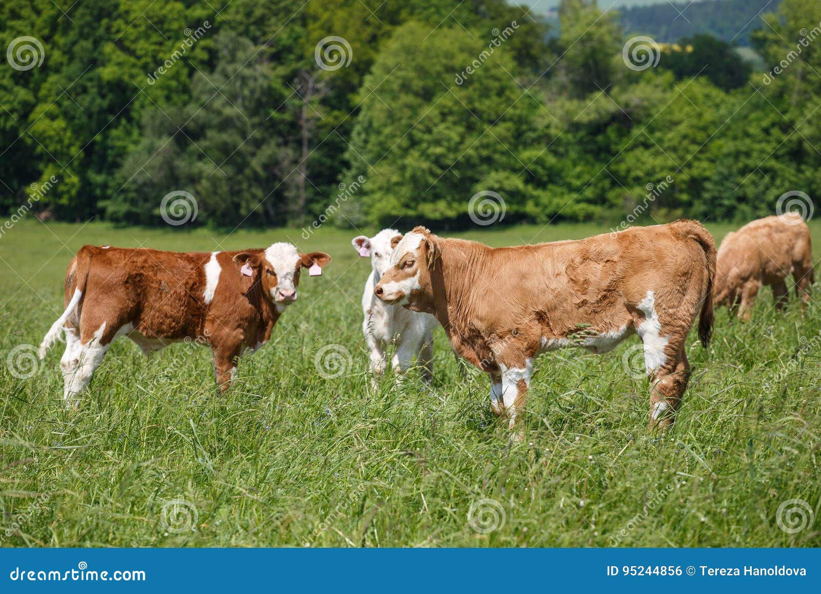 Cows and Calves Grazing on a Spring Meadow in Sunny Day Stock Photo ...