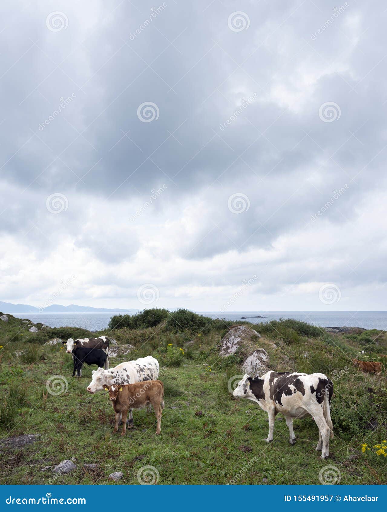 Cows and Calves on Kerry Peninsula in Ireland Stock Image - Image of ...