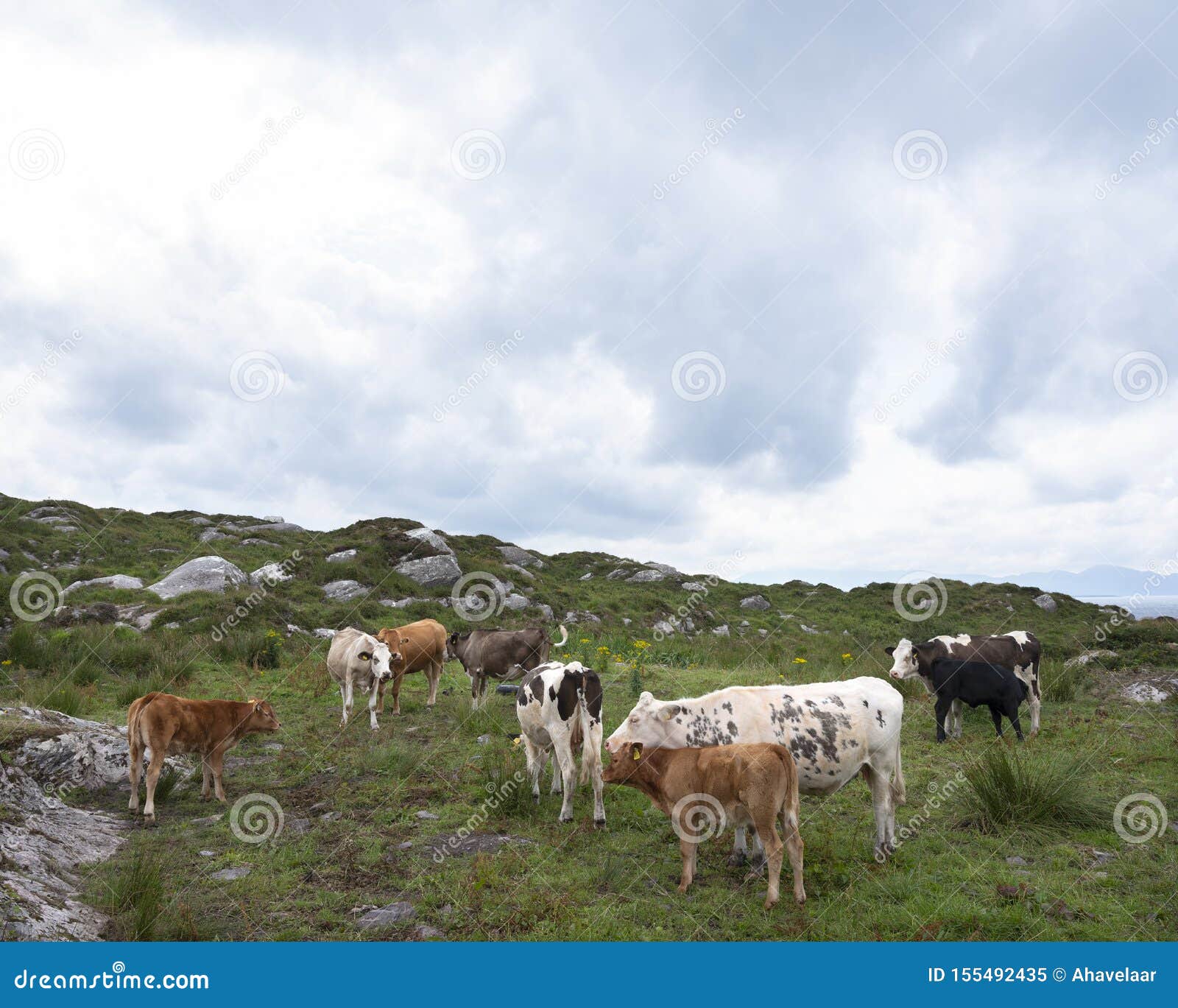 Cows and Calves on Kerry Peninsula in Ireland Stock Image - Image of ...