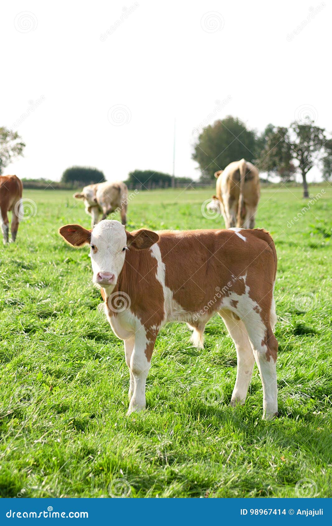 Cows and Calves on the Meadow Stock Photo - Image of livestock, grass ...