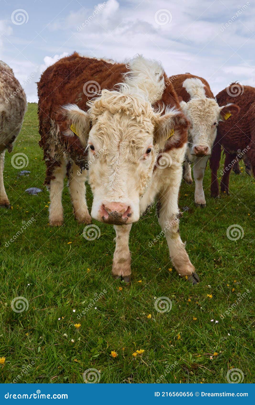 Cows and Calves in the Open Field Stock Photo - Image of ranch, milk ...