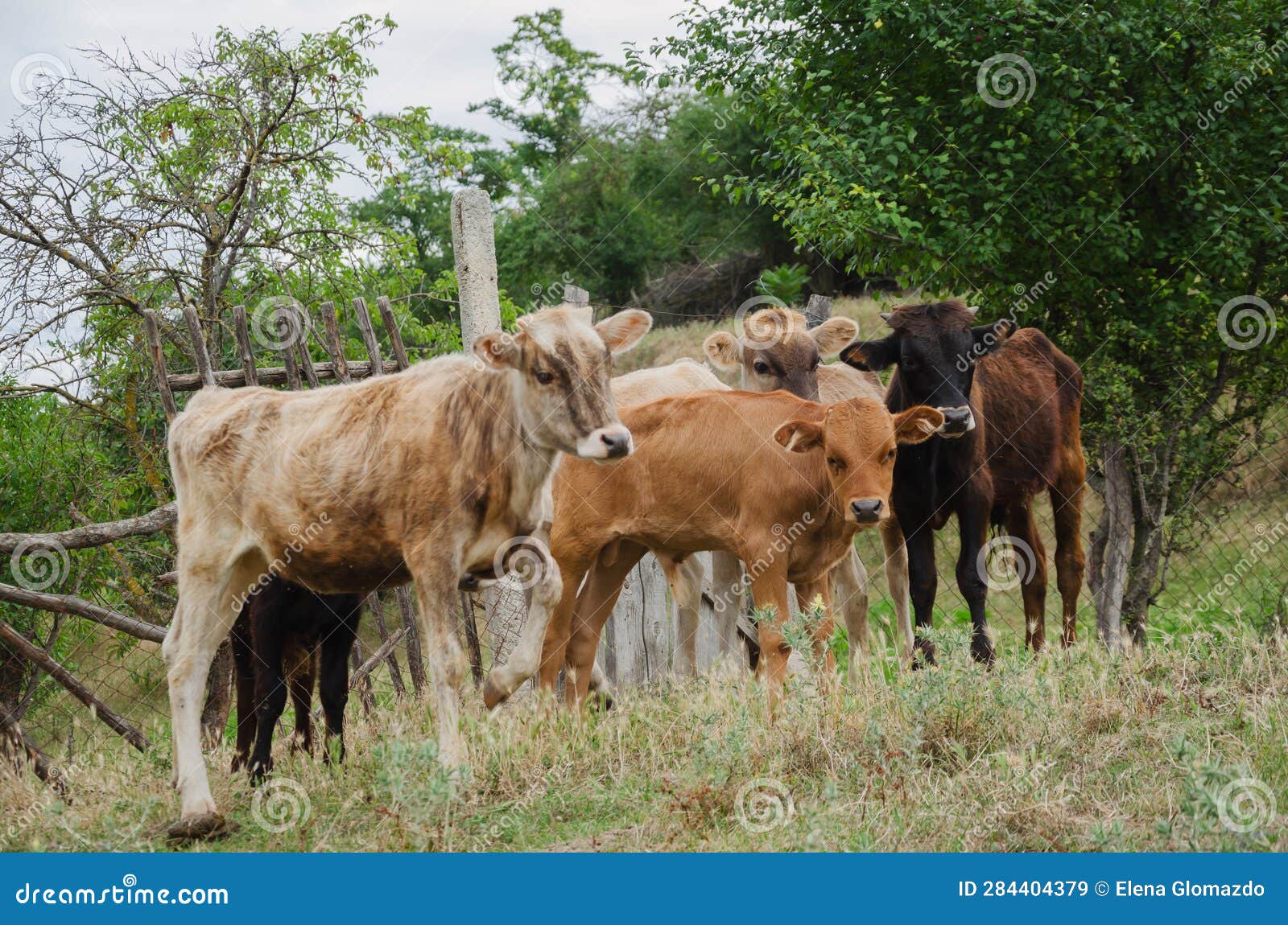 Cows and Calves on the Run in Summer Stock Image - Image of meat ...