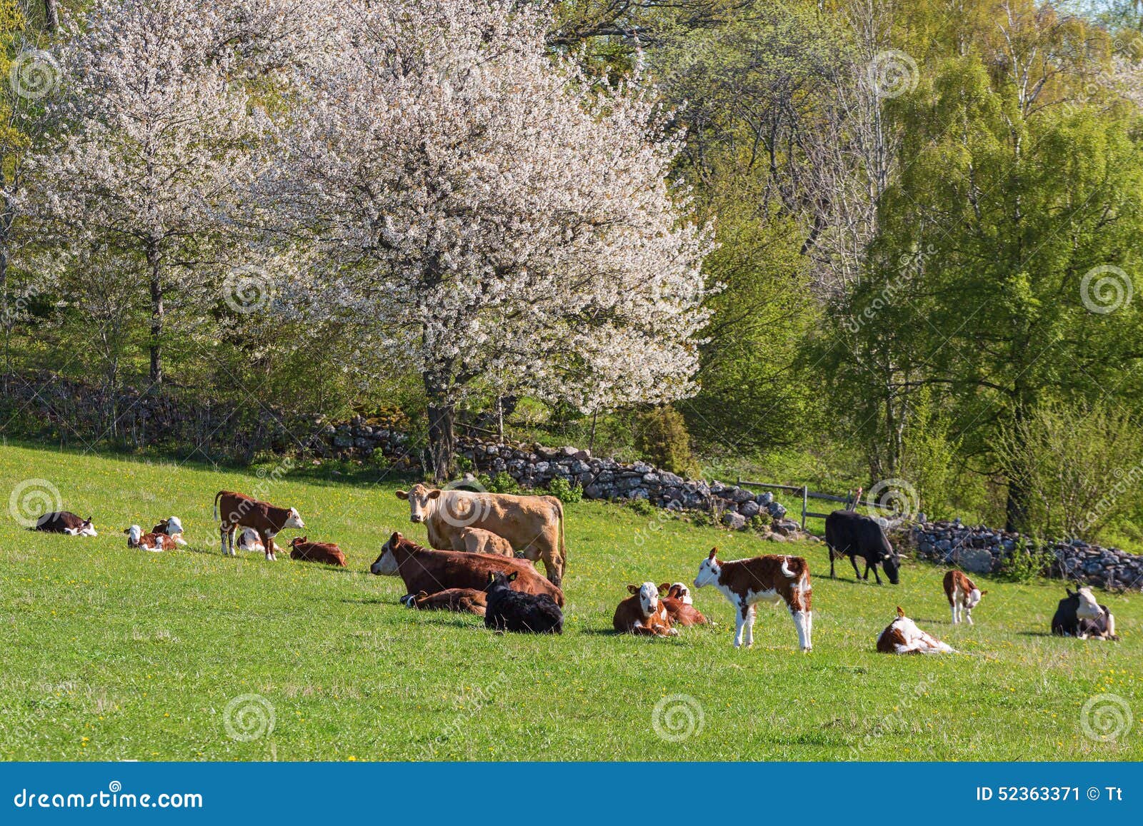 Cows and calves in spring stock image. Image of country - 52363371