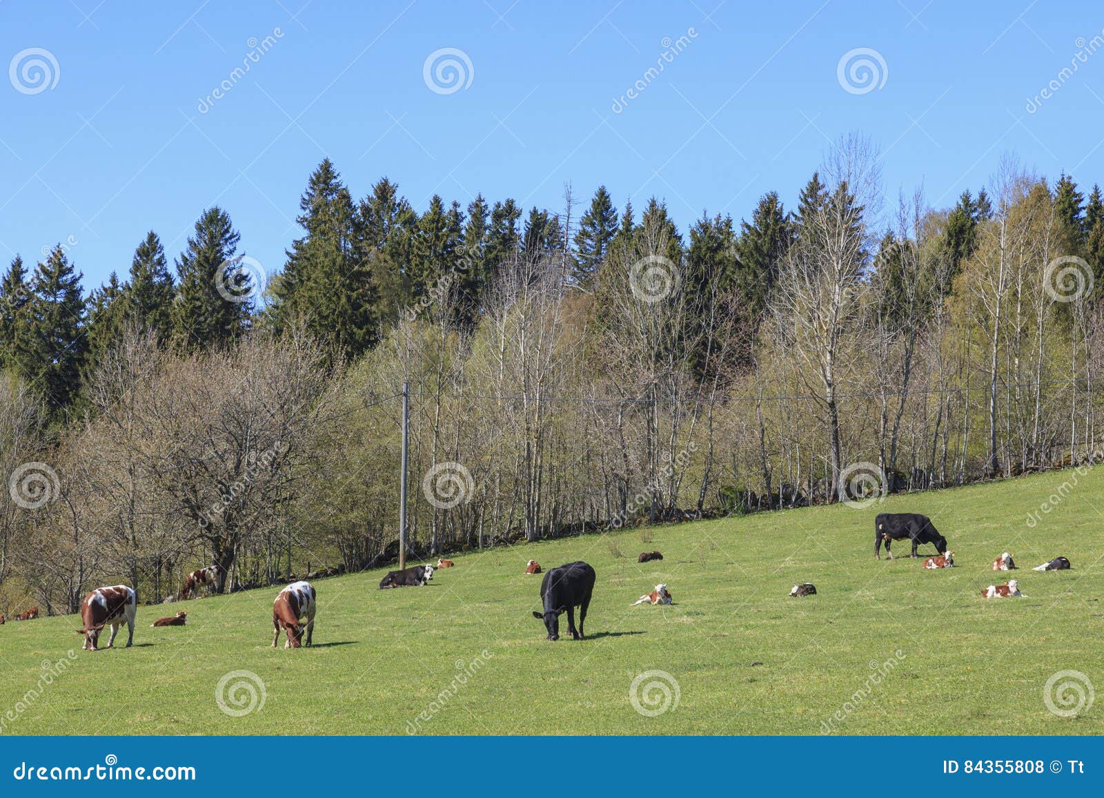 Cows with calves at spring stock photo. Image of meadow - 84355808