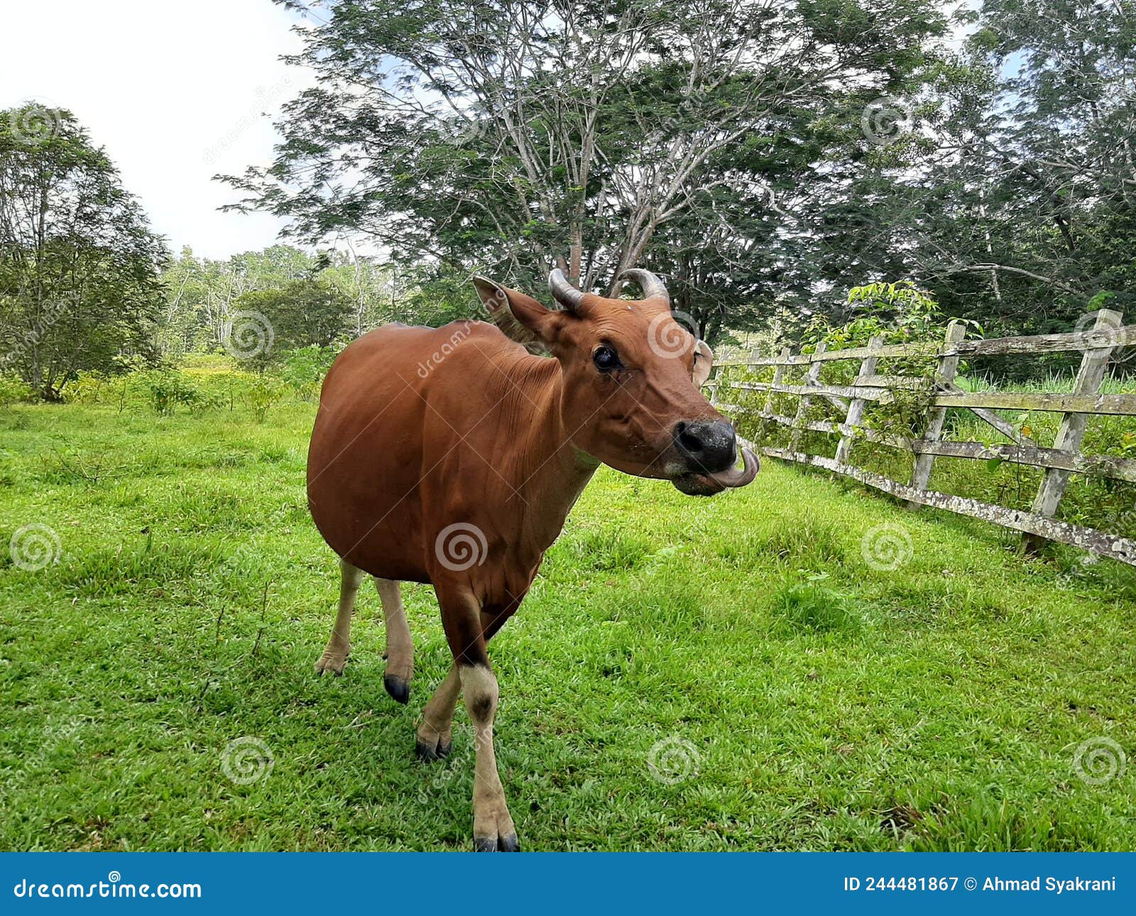 Cows in captivity stock image. Image of land, landscape - 244481867