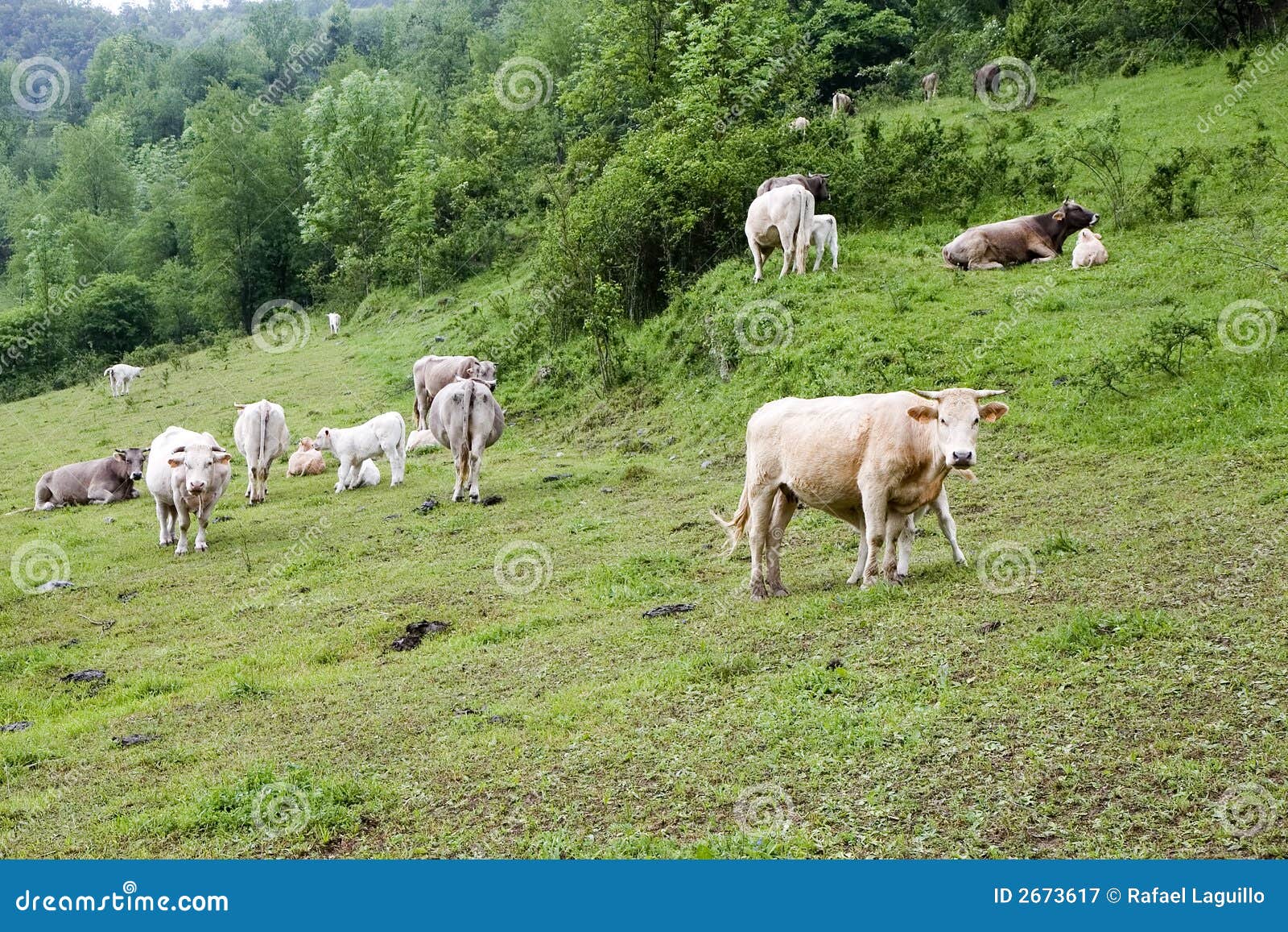 Cattle Spring Pyrenees Stock Photos - Free & Royalty-Free Stock Photos ...
