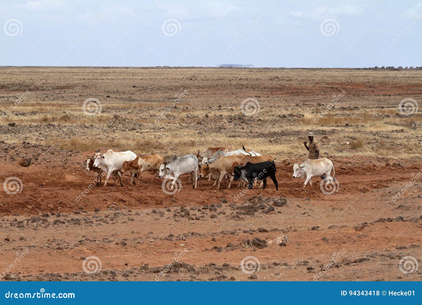 Cows and Cattle Breeders in the North of Kenya Stock Photo - Image of ...