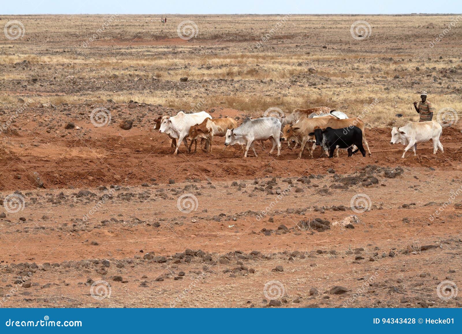 Cows and Cattle Breeders in the North of Kenya Stock Photo - Image of ...