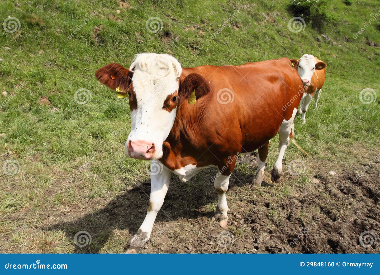 Italian cow in a farm stock photo. Image of animal, group - 29848160