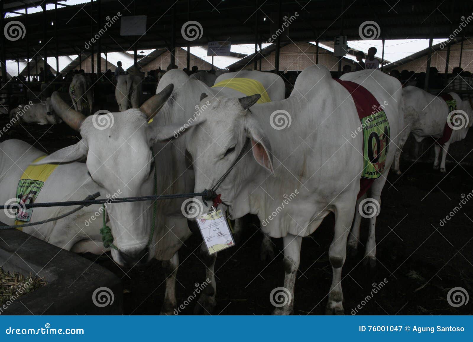 Cows Cattle and Cages editorial photography. Image of cattle - 76001047