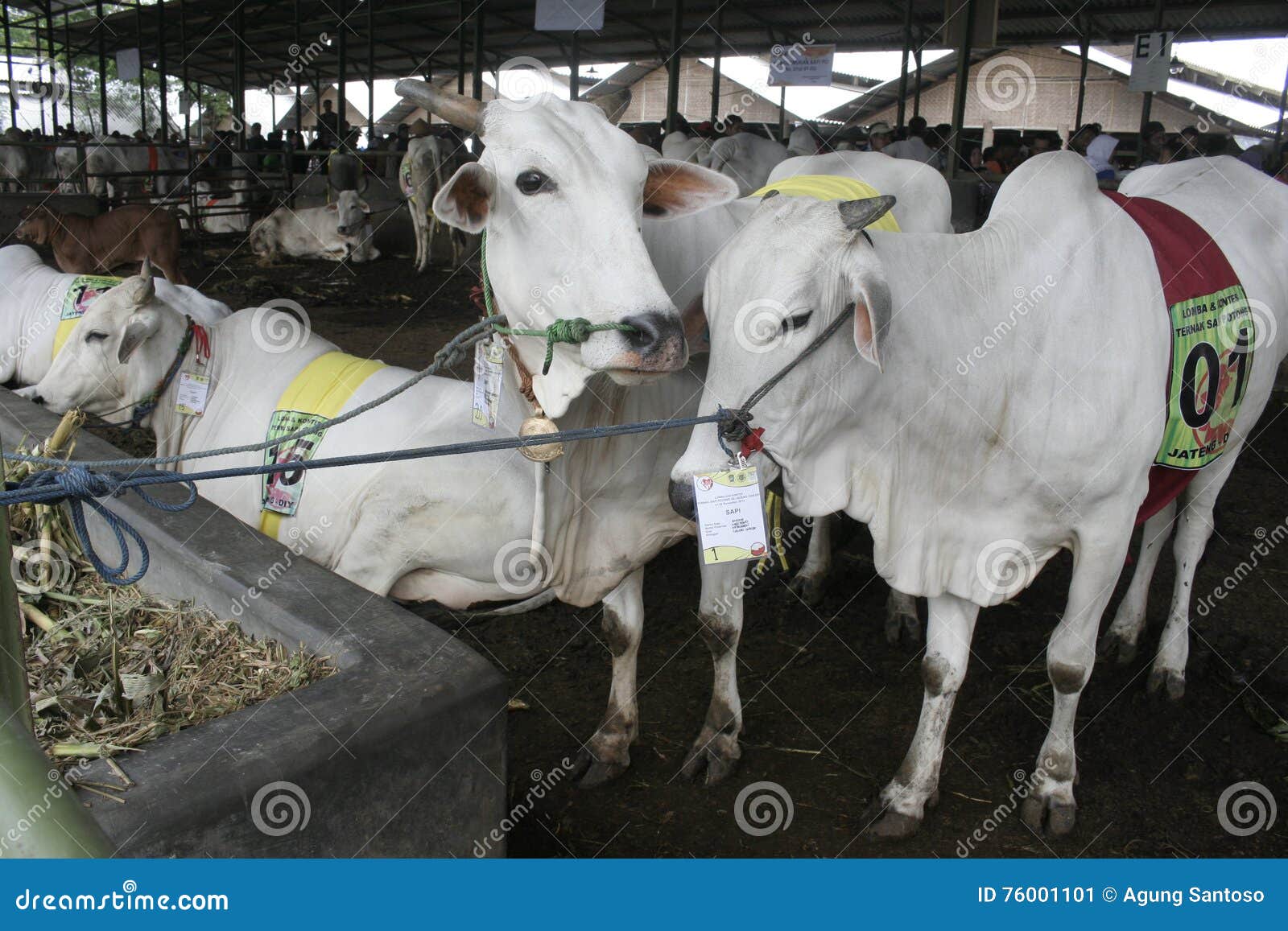Cows Cattle and Cages editorial photo. Image of weighs - 76001101