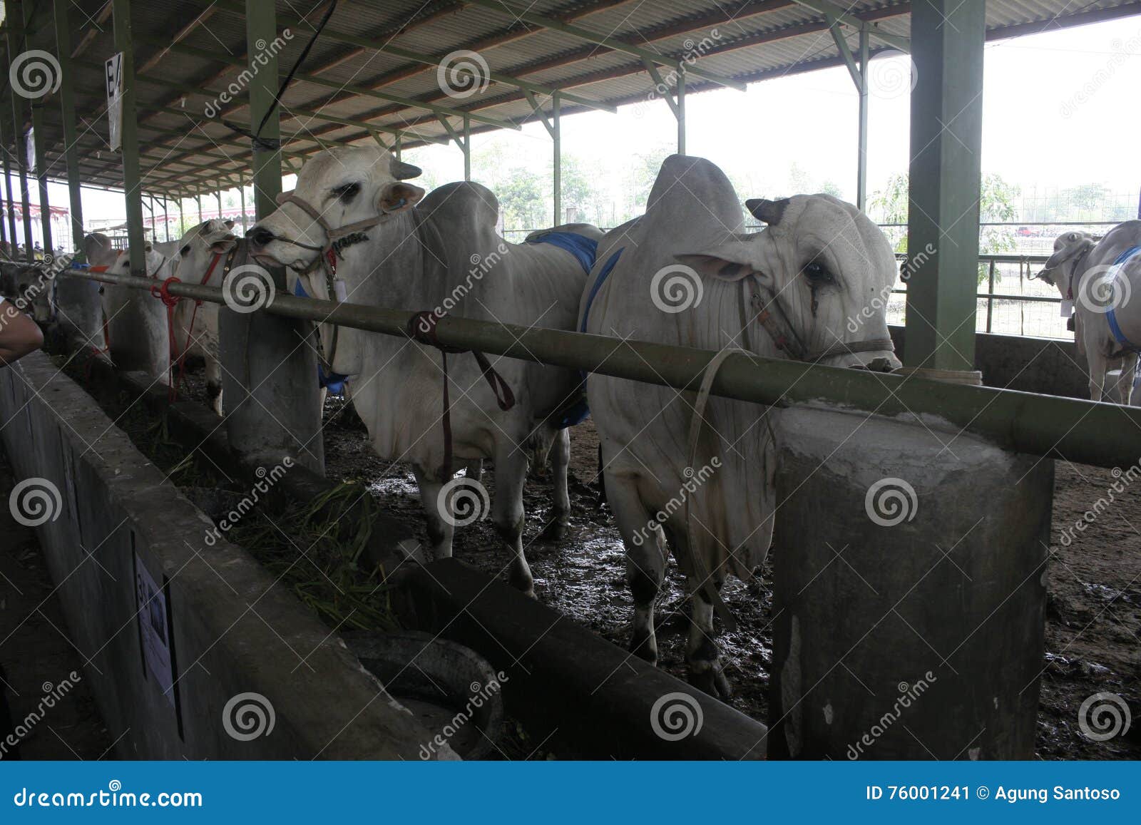 Cows Cattle and Cages editorial photo. Image of tens - 76001241