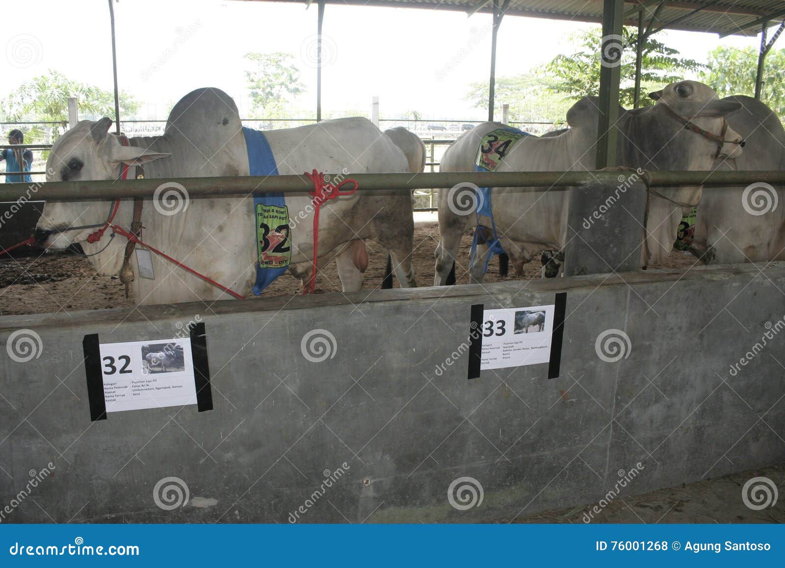 Cows Cattle and Cages editorial stock photo. Image of making - 76001268