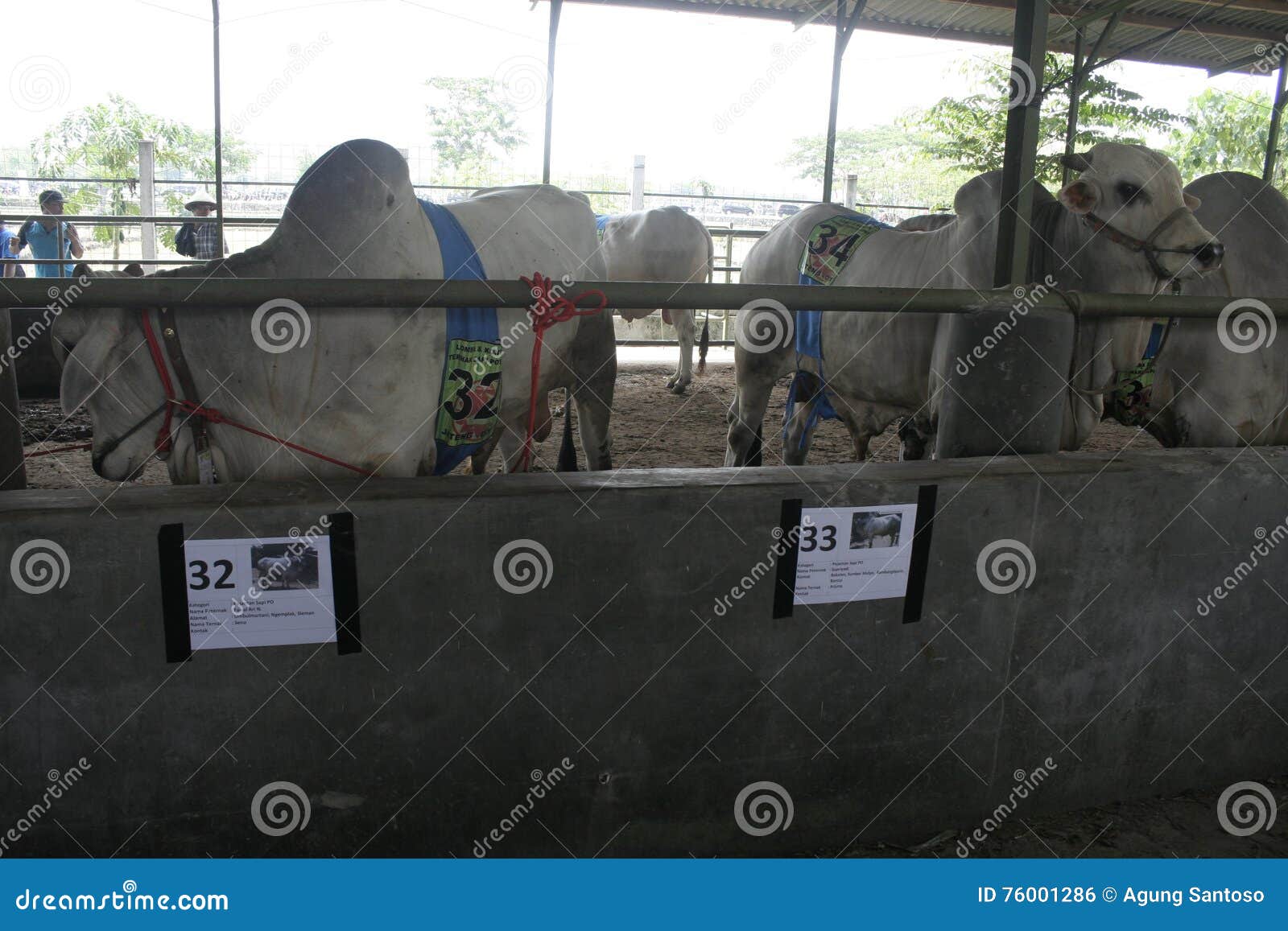 Cows Cattle and Cages editorial photo. Image of tens - 76001286