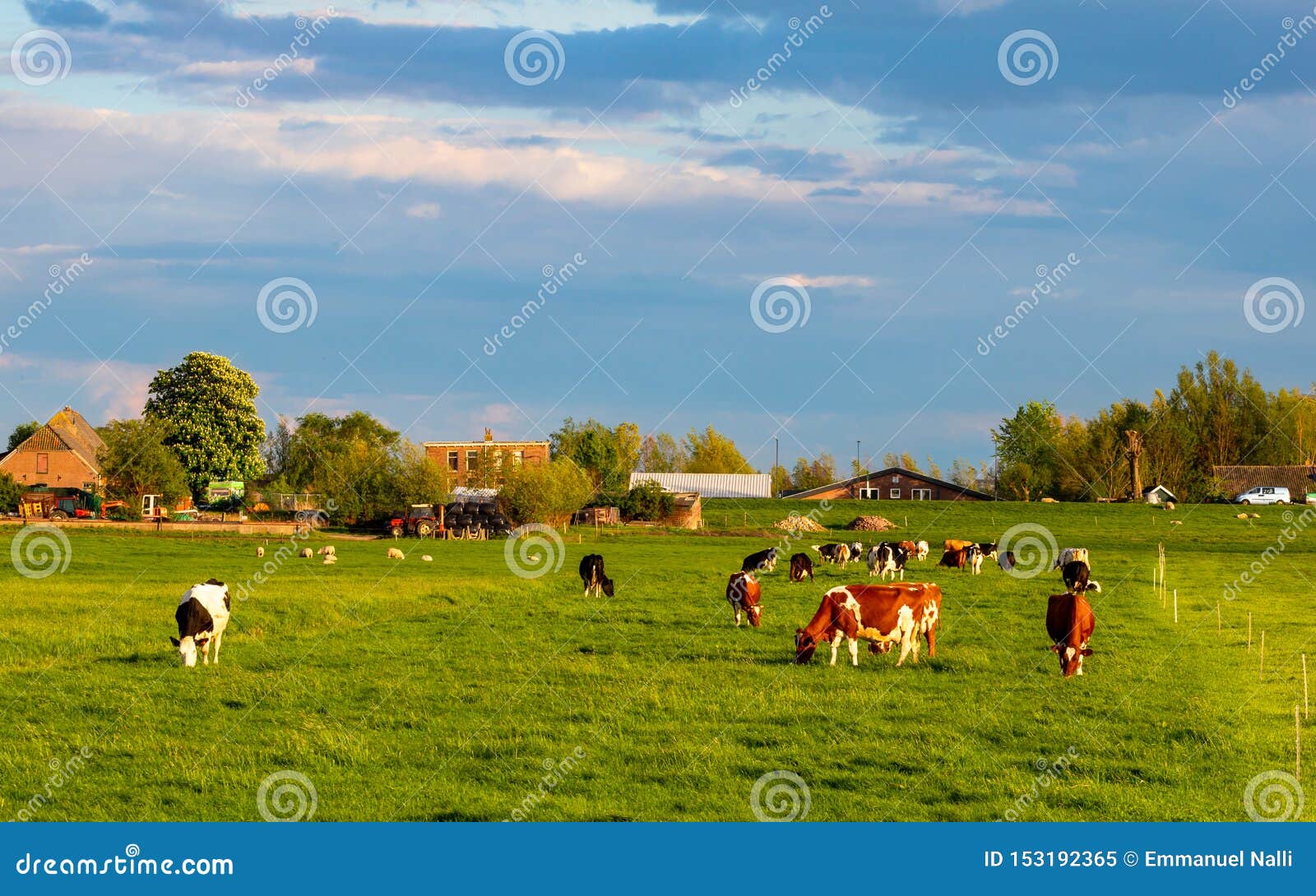 Cows Cattle in a a a Dutch Ranch Grazing on Lush Green Grass Stock ...