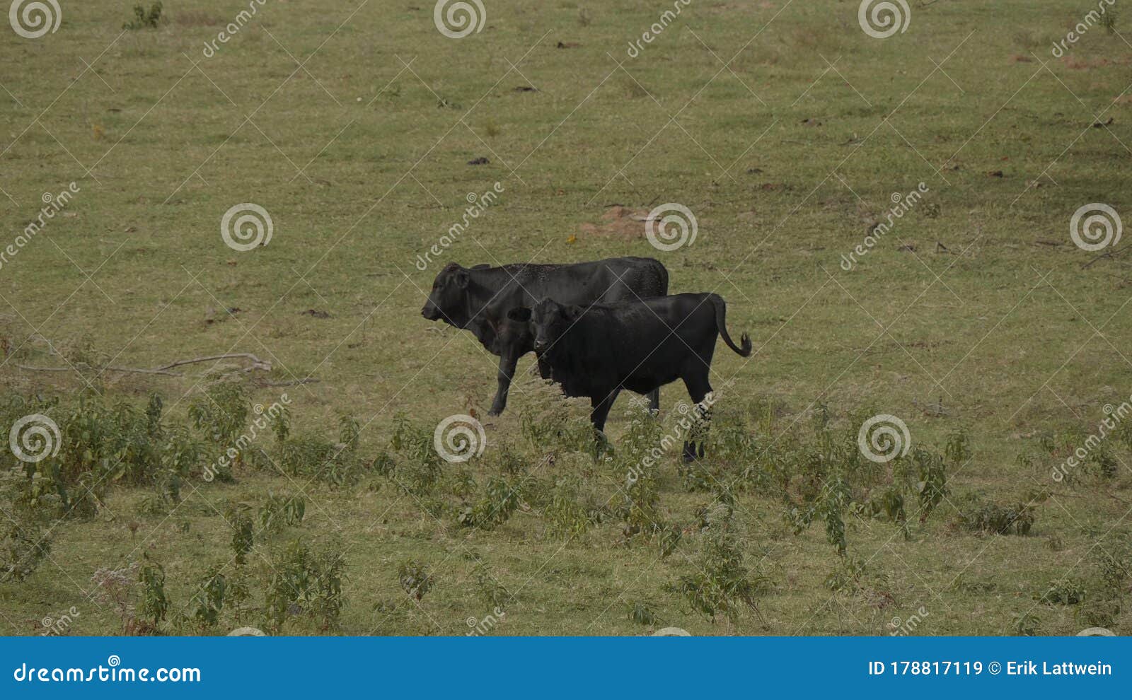 Cows and Cattle on a Farm in Oklahoma Stock Image - Image of ranch ...