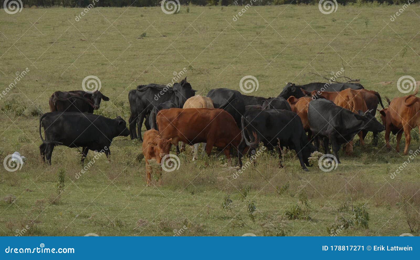 Cows and Cattle on a Farm in Oklahoma Stock Image - Image of green ...