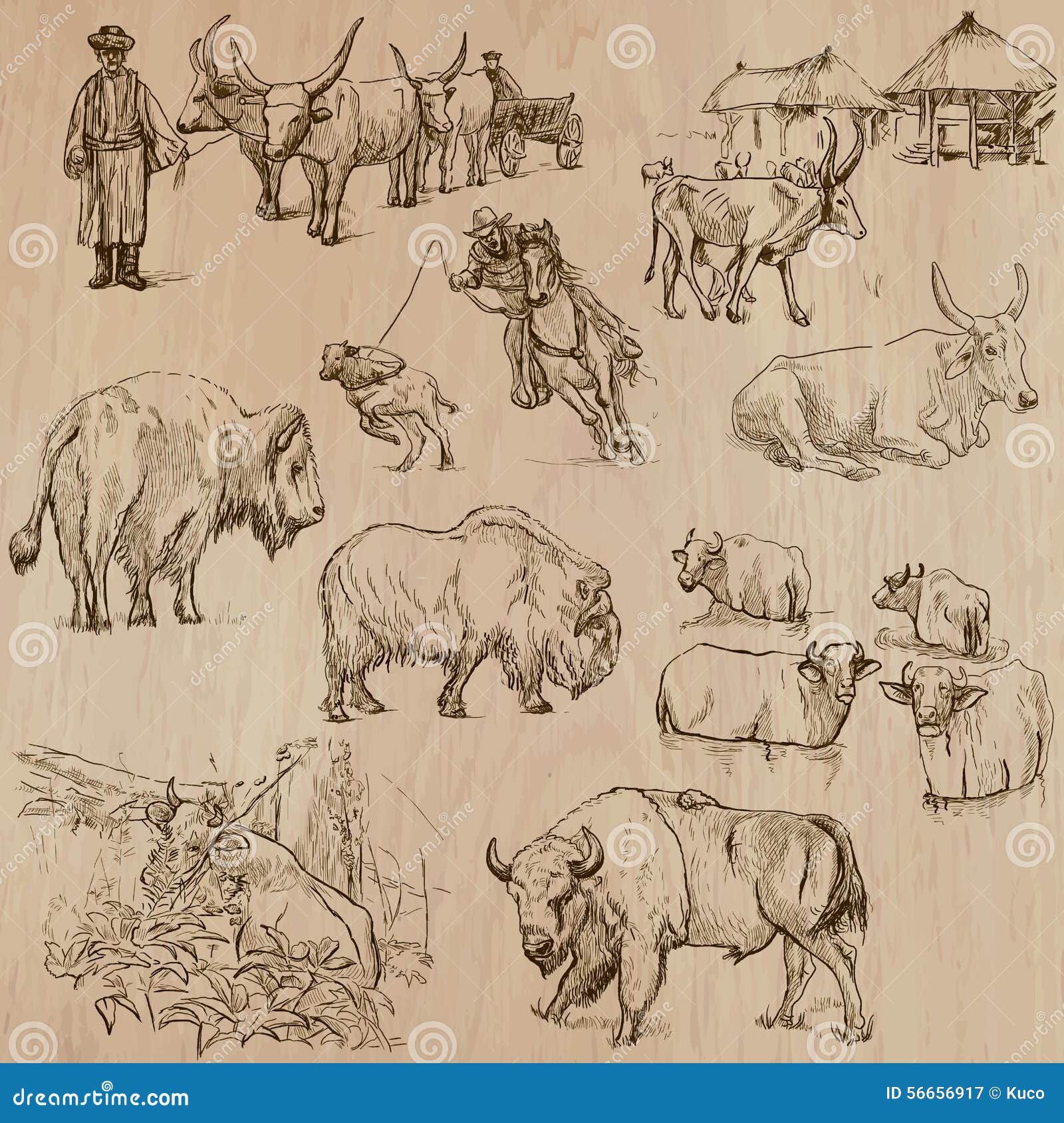 Cows And Cattle - Hand Drawn Vector Pack | CartoonDealer.com #56656917