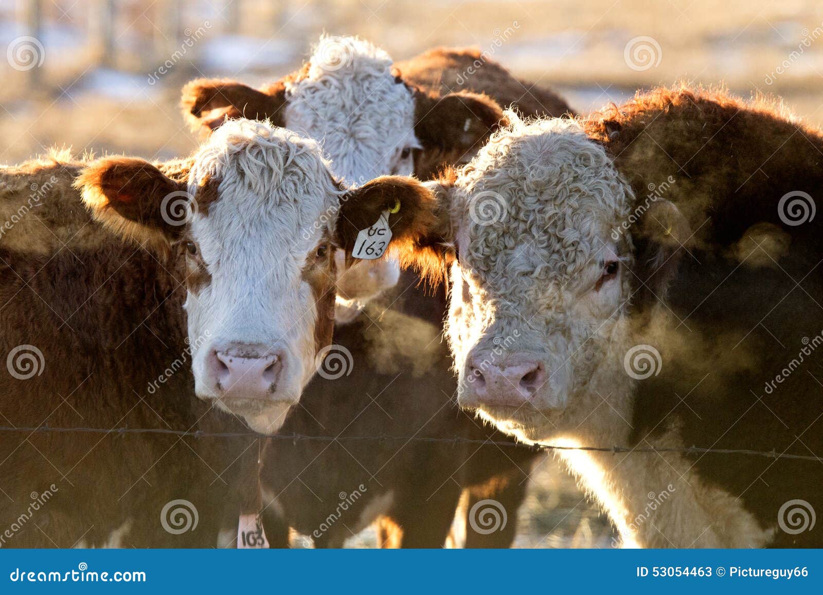 Cows Cattle Huddled in Winter Stock Image - Image of livestock, snowy ...