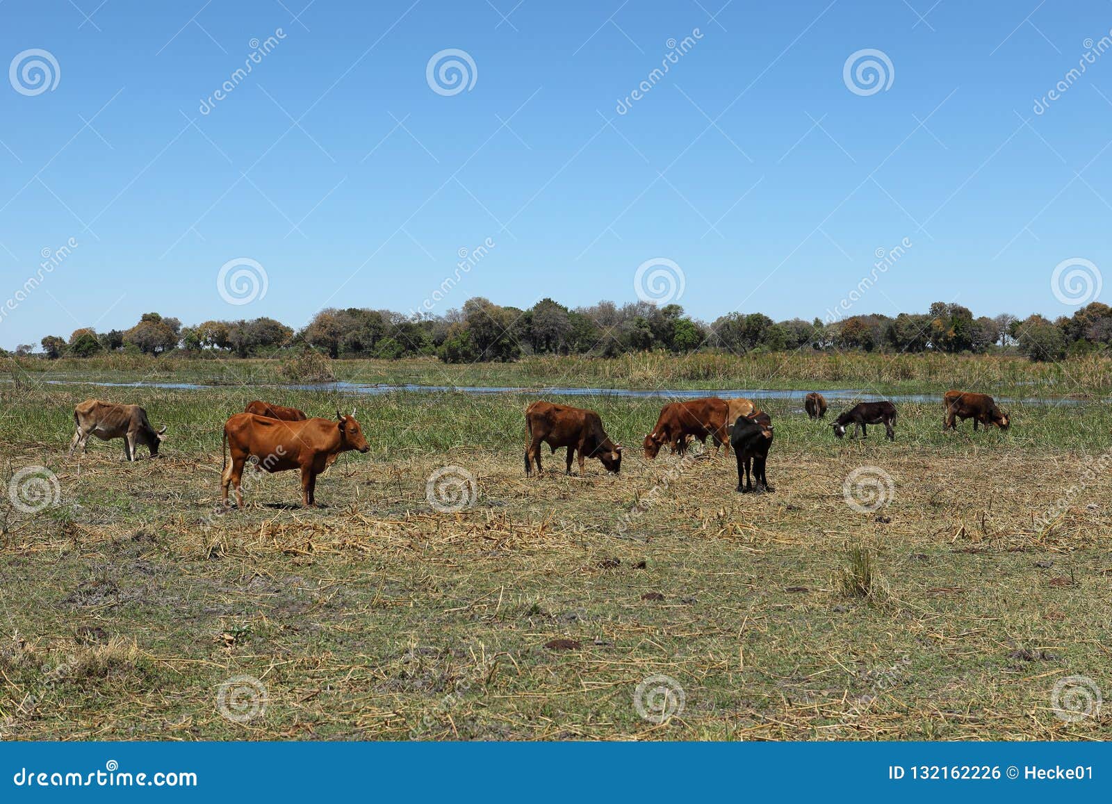 Cows and Cattle in the Okavango Delta in Namibia Stock Photo - Image of ...