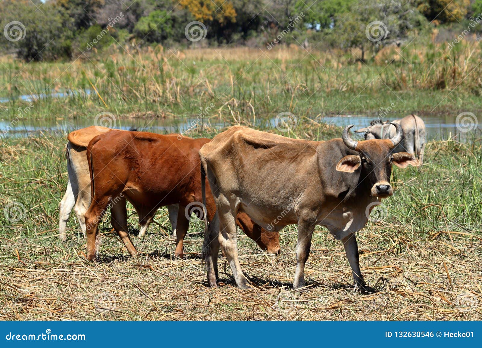 Cows and Cattle in the Okavango Delta in Namibia Stock Photo - Image of ...