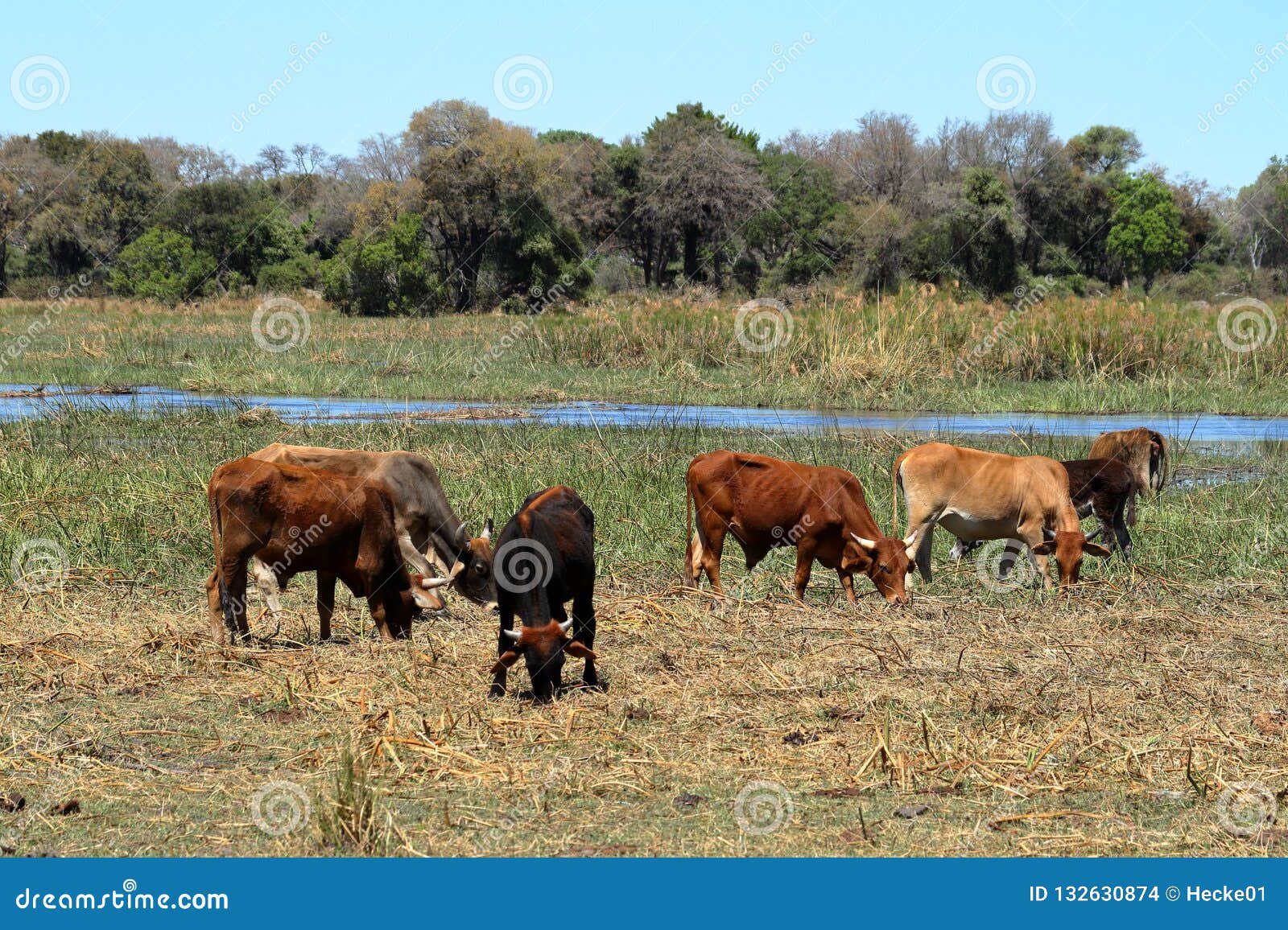 Cows and Cattle in the Okavango Delta in Namibia Stock Photo - Image of ...