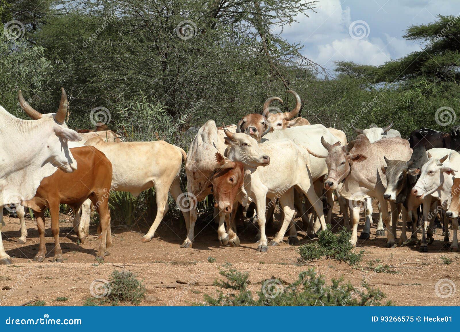 Cows and Cattle in the Omo Valley of Ethiopia Stock Image - Image of ...