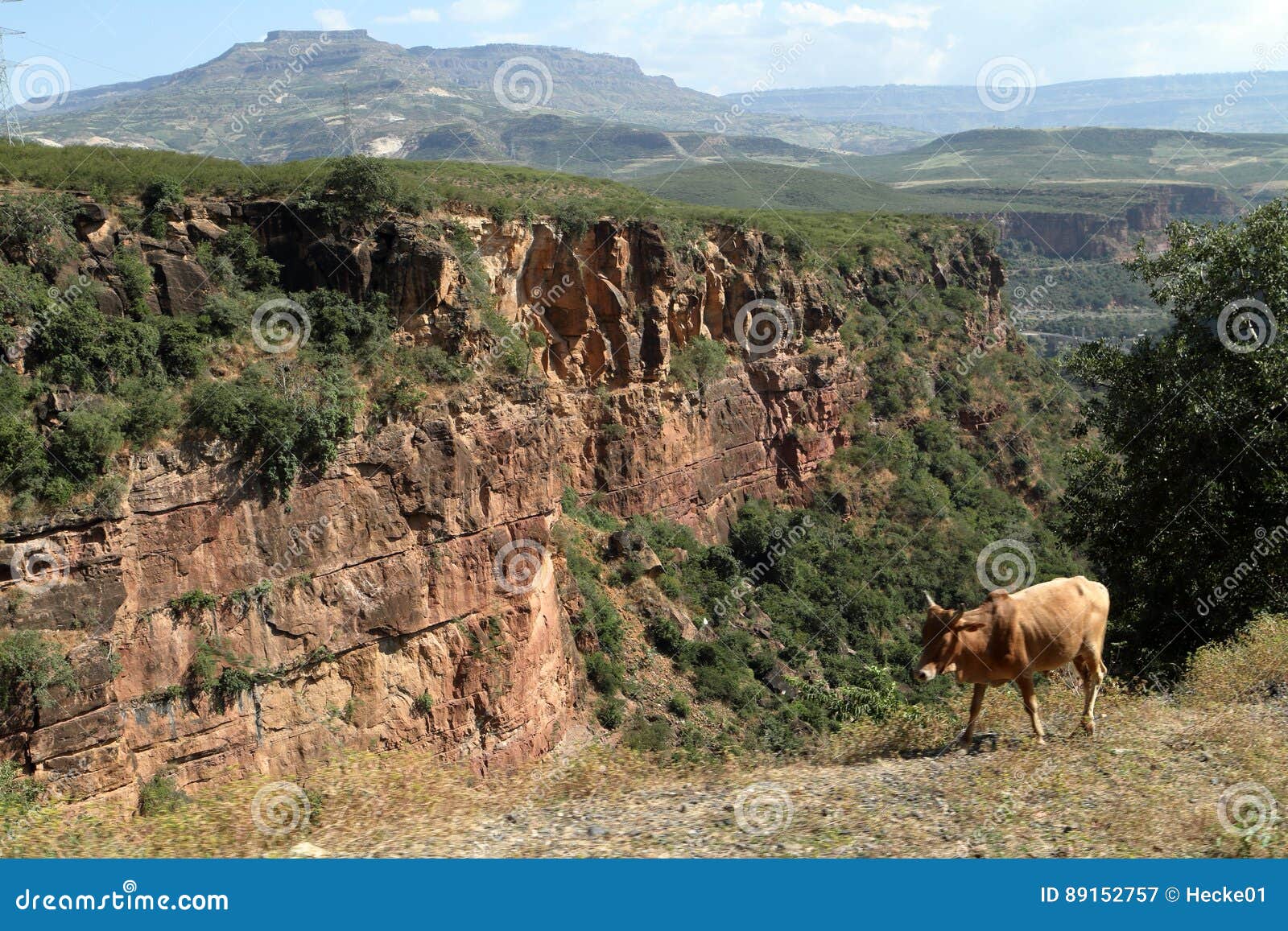 Cows and Cattle on the Pasture Stock Image - Image of cattle, highland ...