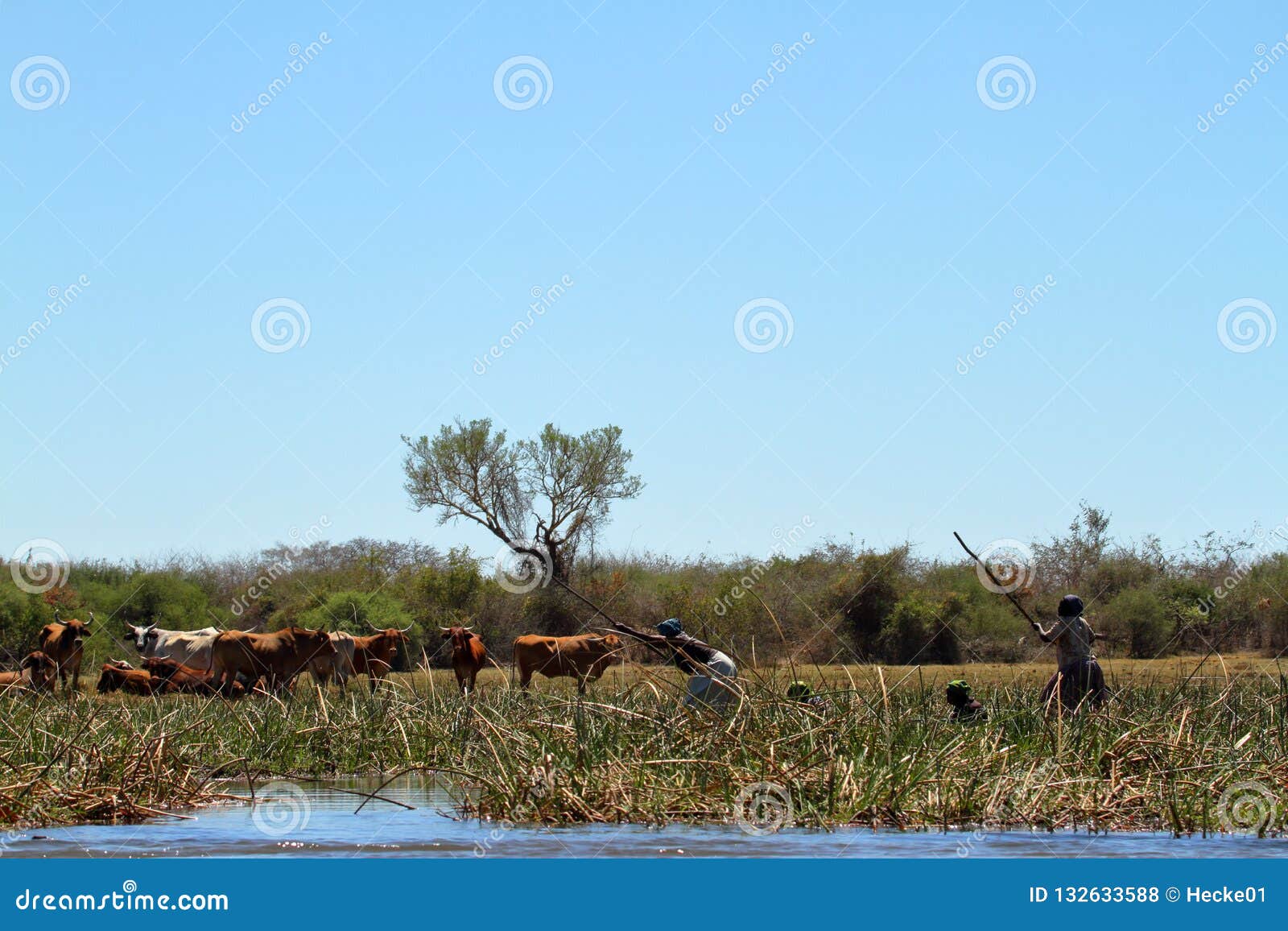 Cows and Cattle in the Okavango Delta in Namibia Editorial Stock Photo ...