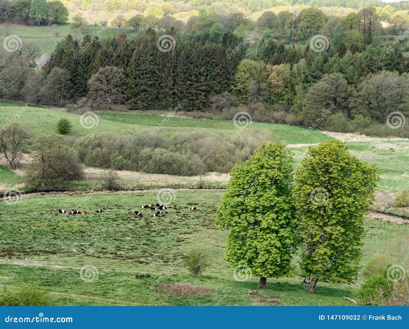 Cows Cattle in Vejle River Valley, Denmark Stock Photo - Image of ...