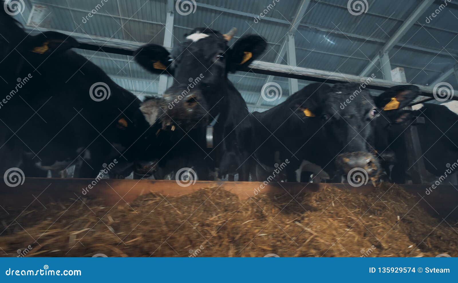 Cowshed Stock Footage & Videos - 1,543 Stock Videos