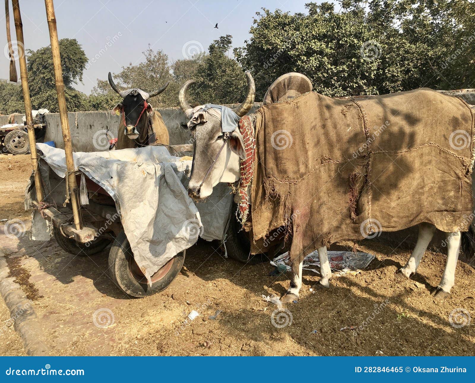 Cows in clothes stock image. Image of herd, farm, cows - 282846465