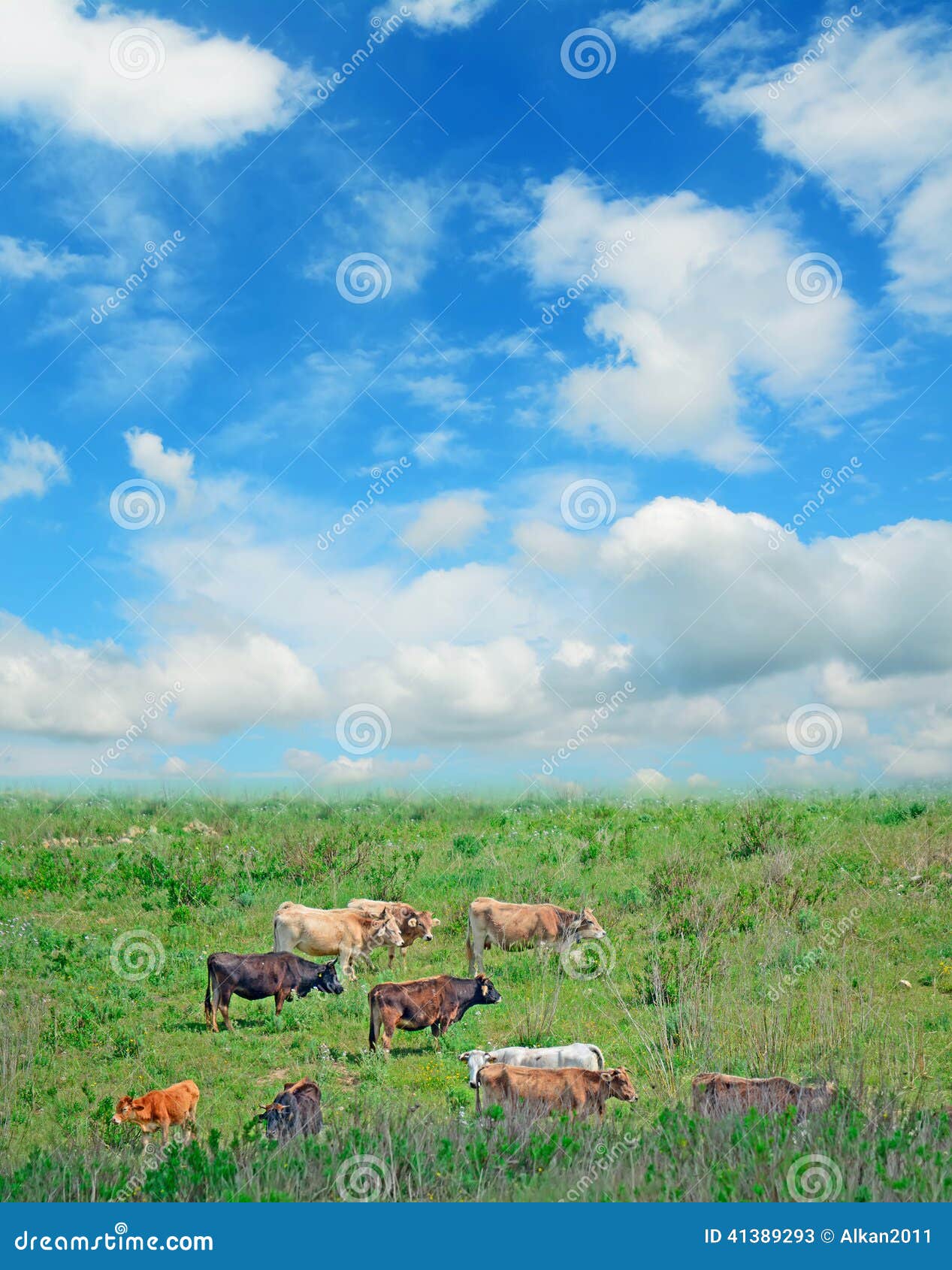 Cows and clouds stock image. Image of dairy, beef, group - 41389293