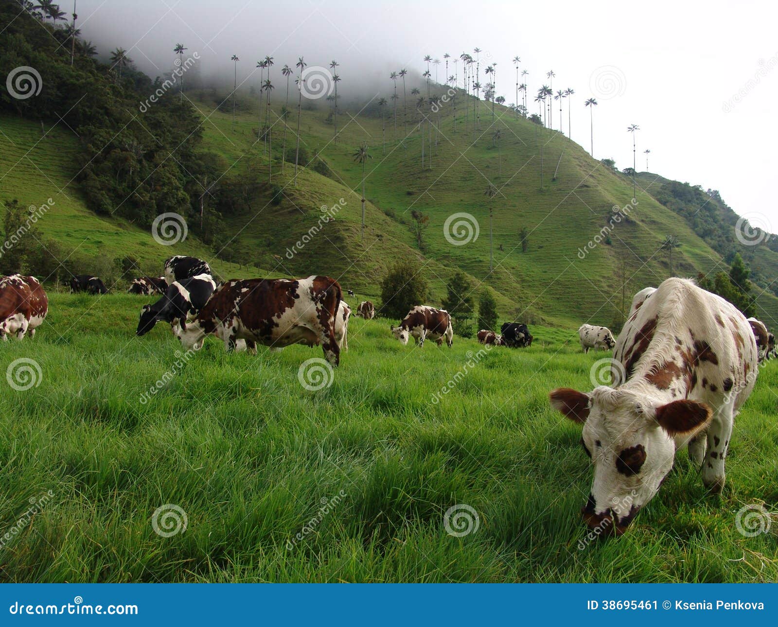 Cows stock image. Image of wool, cows, grass, columbia - 38695461