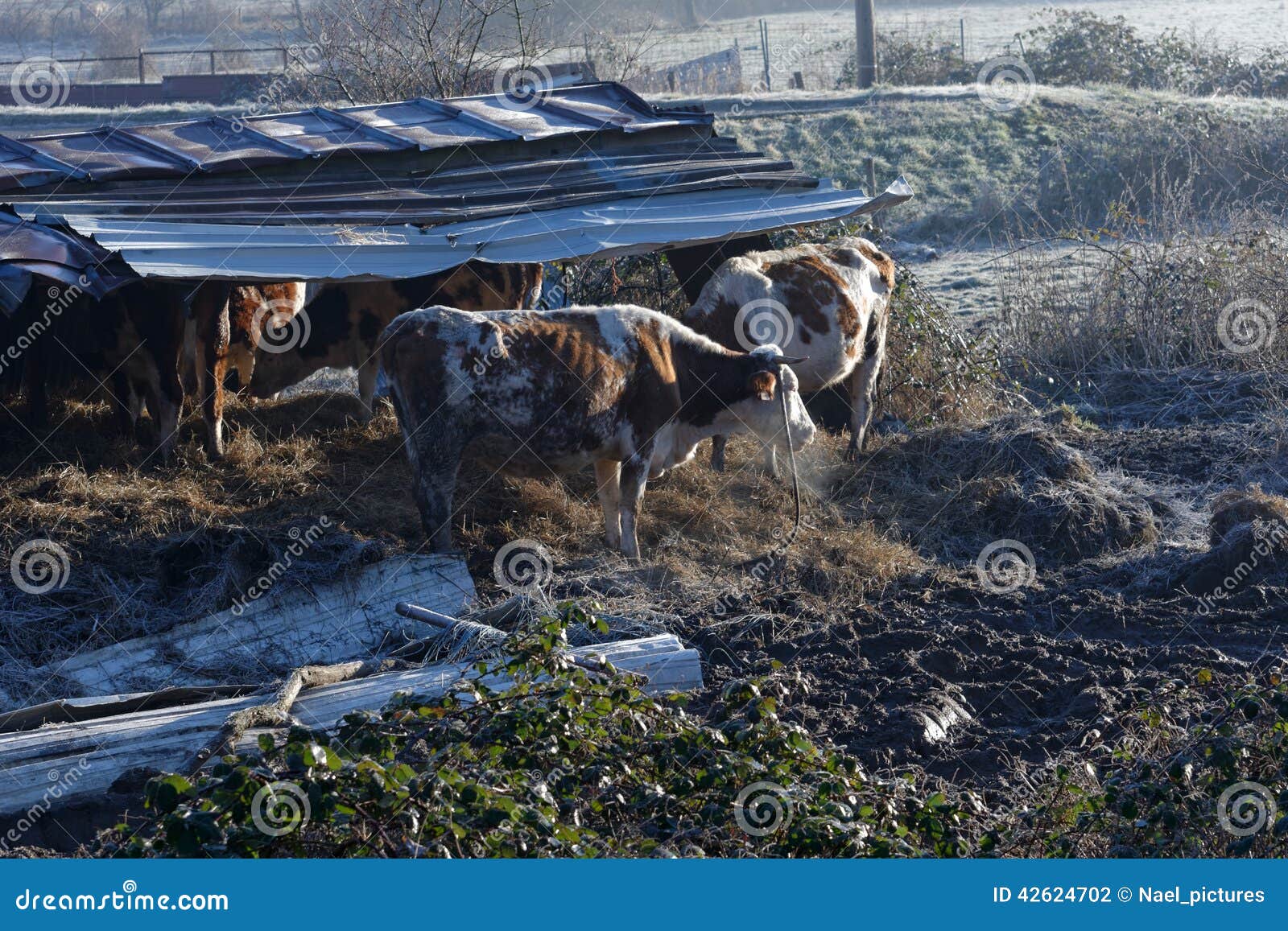 Cows by a cold day stock photo. Image of white, mammal - 42624702