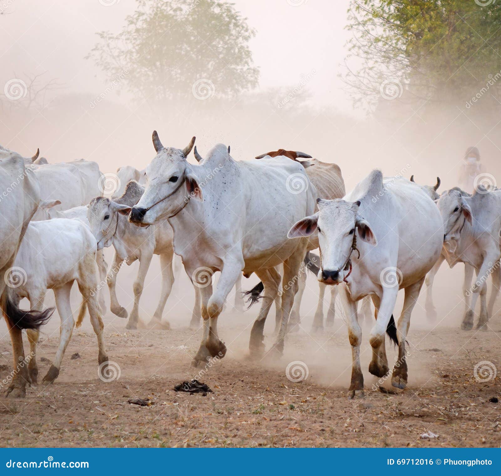 Cows Come Back To Home at Sunset in Bagan, Myanmar Stock Photo - Image ...