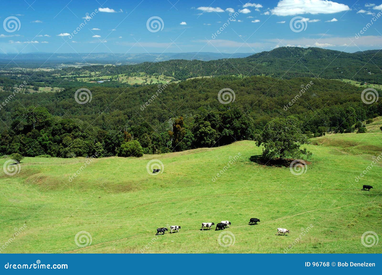 Cows come home 1 stock photo. Image of farm, dairy, industry - 96768