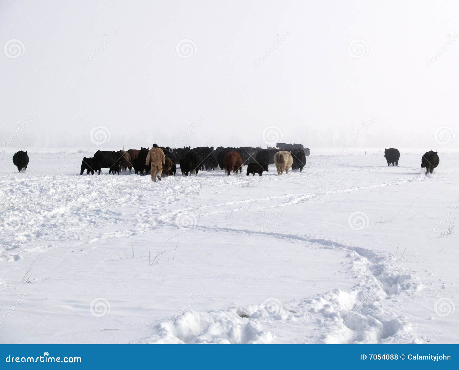Until the Cows Come Home stock photo. Image of cows, winter - 7054088