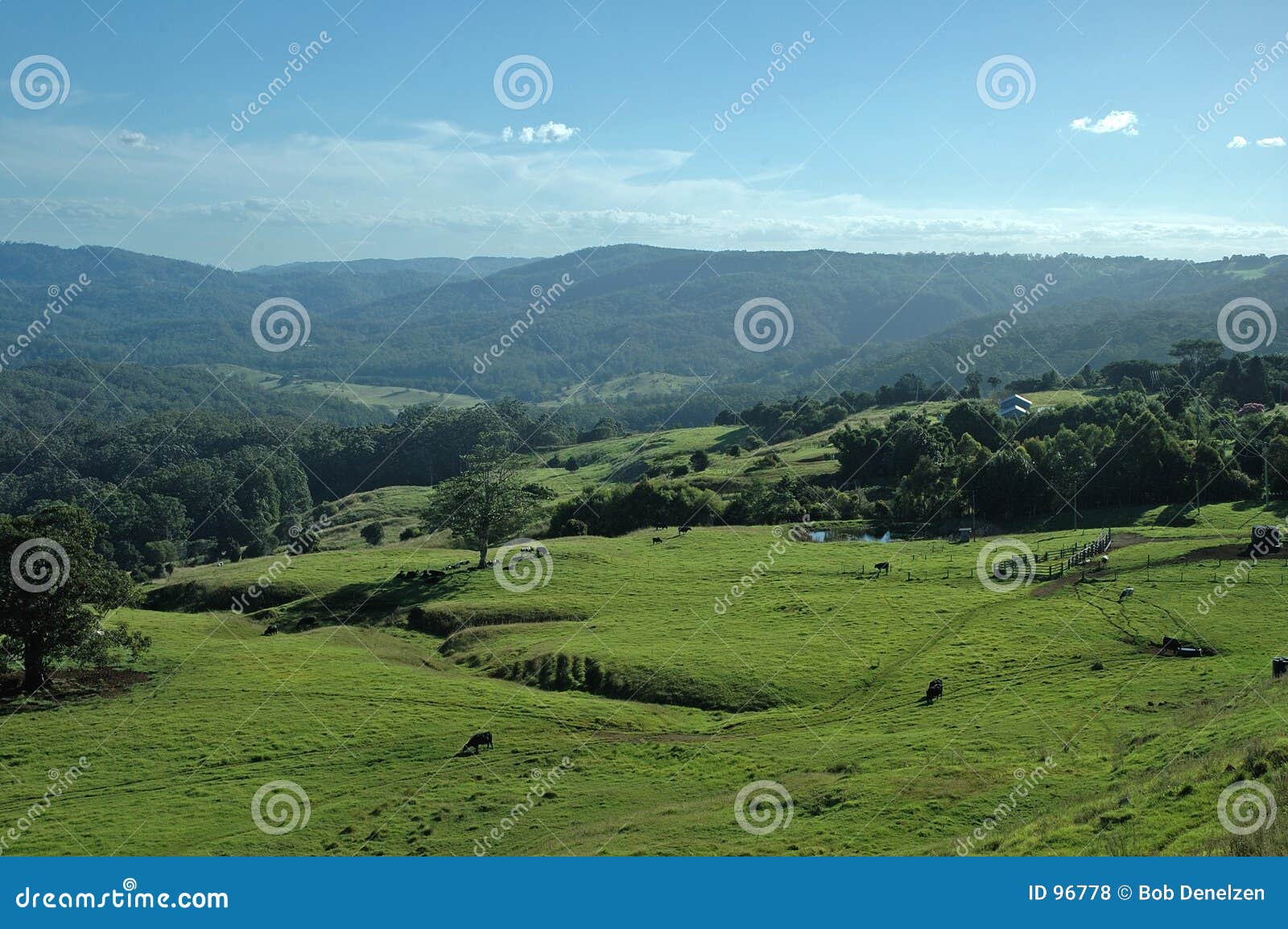 Cows come home stock photo. Image of cows, grass, bush, meat - 96778