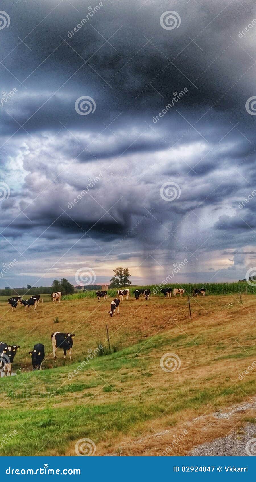 Cows Grazing in Fields Stormy Weather Stock Image - Image of field ...