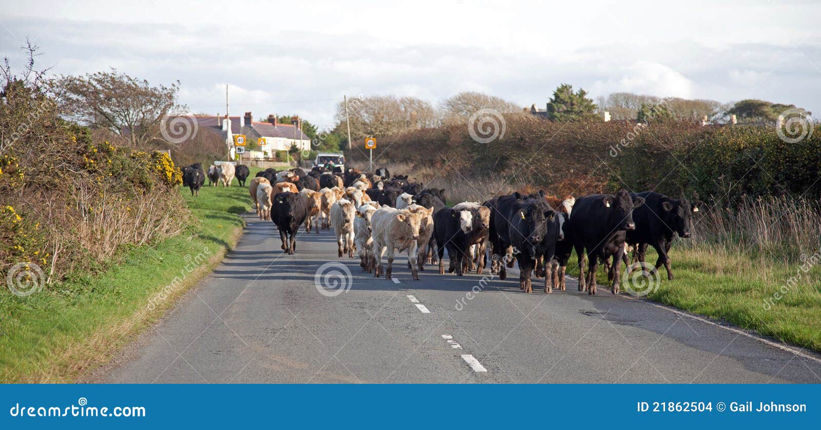 Cows coming down the road stock photo. Image of north - 21862504