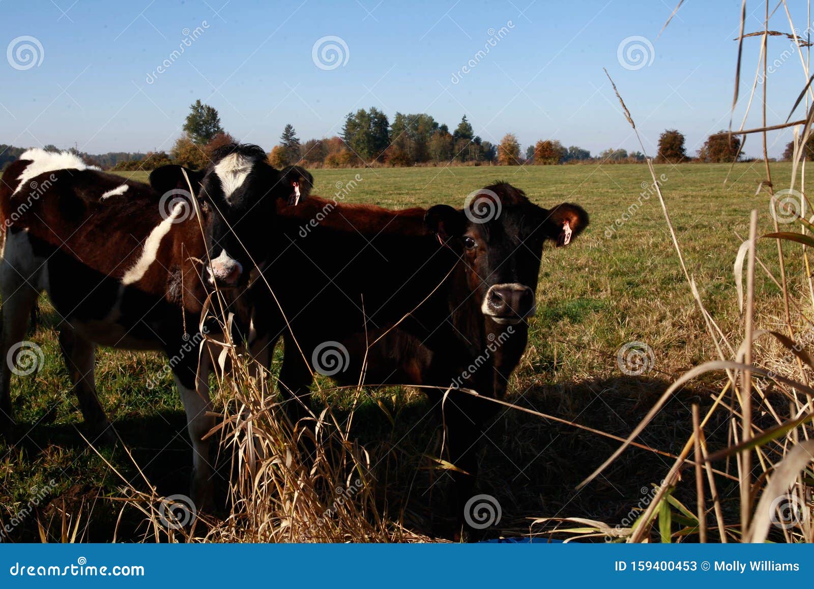 Cows coming home stock image. Image of coming, field - 159400453