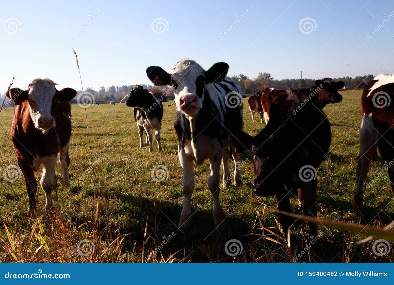 Cows coming home stock photo. Image of home, field, cows - 159400482