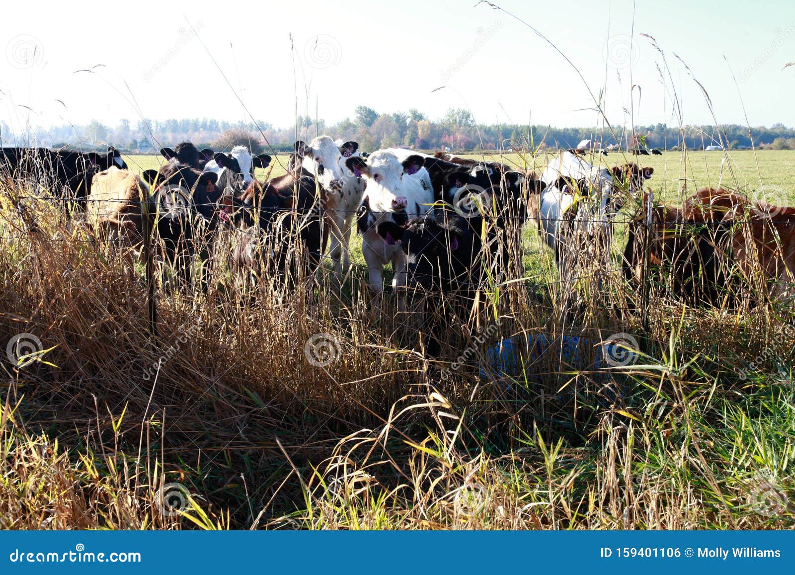 Cows coming home stock photo. Image of coming, camera - 159401106