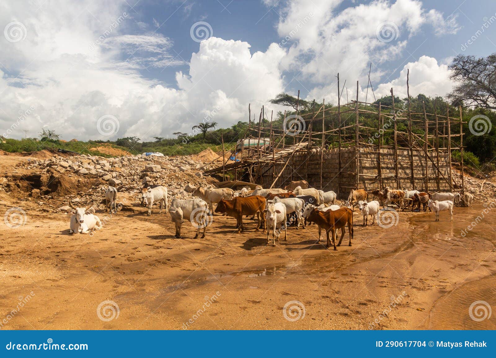 Cows and a Construction Site in Omo Valley, Ethiop Stock Photo - Image ...