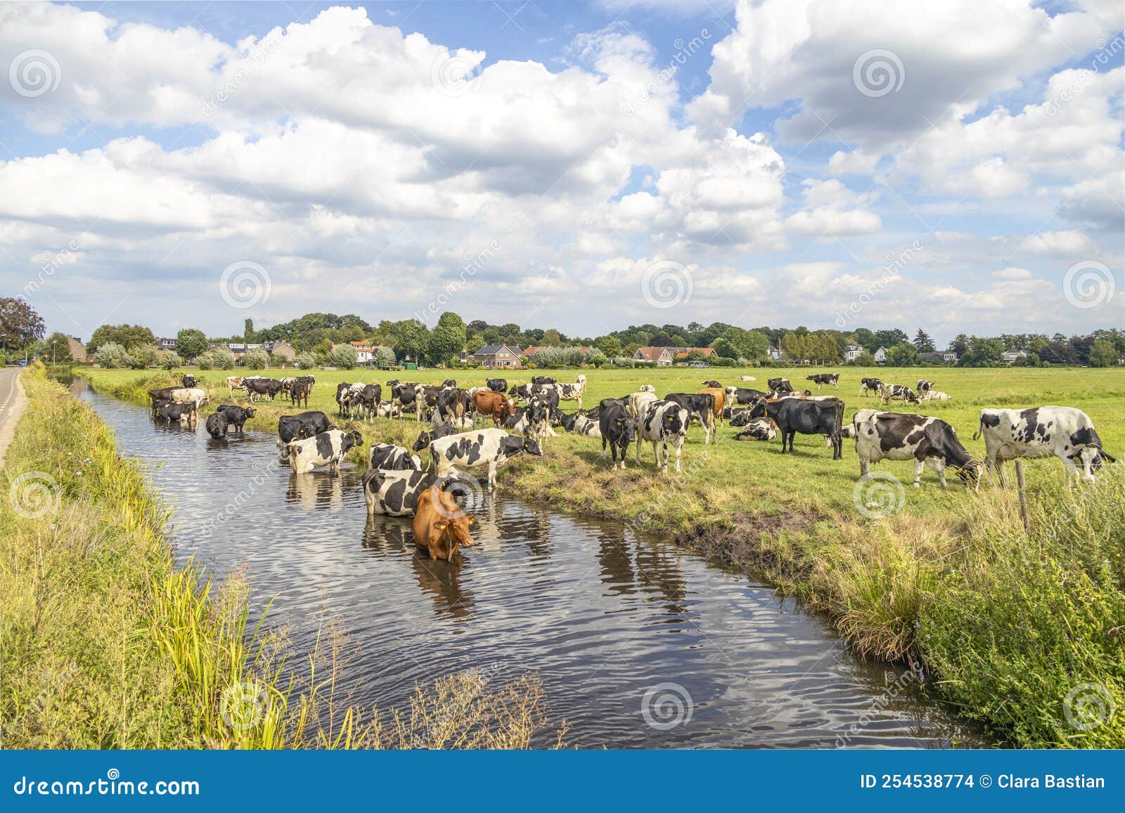 Cows Cooling Down, Going To Swim, Taking a Bath and Standing in a Creek ...
