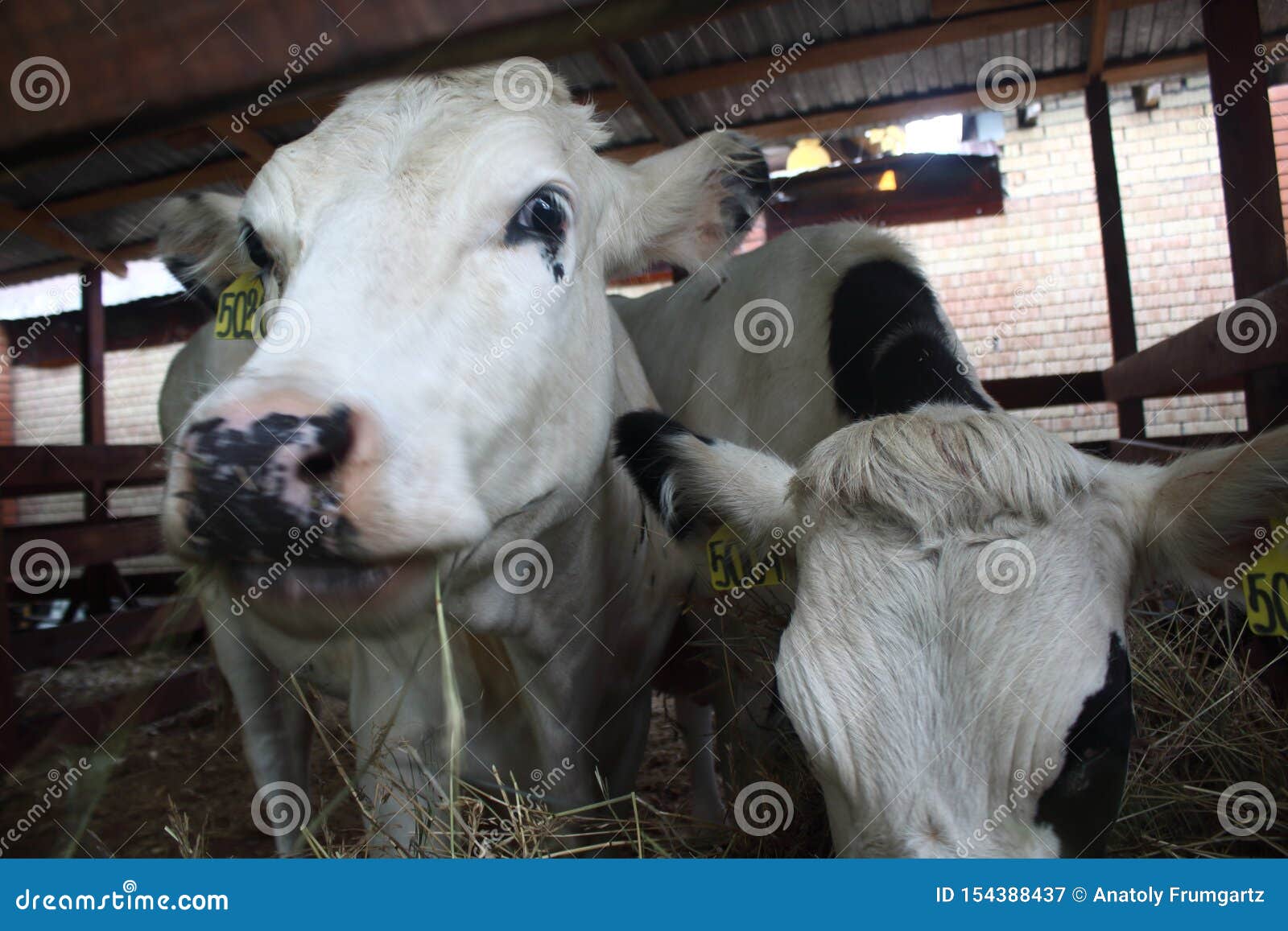 Cows in a Coral on the Farm Stock Image - Image of head, farming: 154388437
