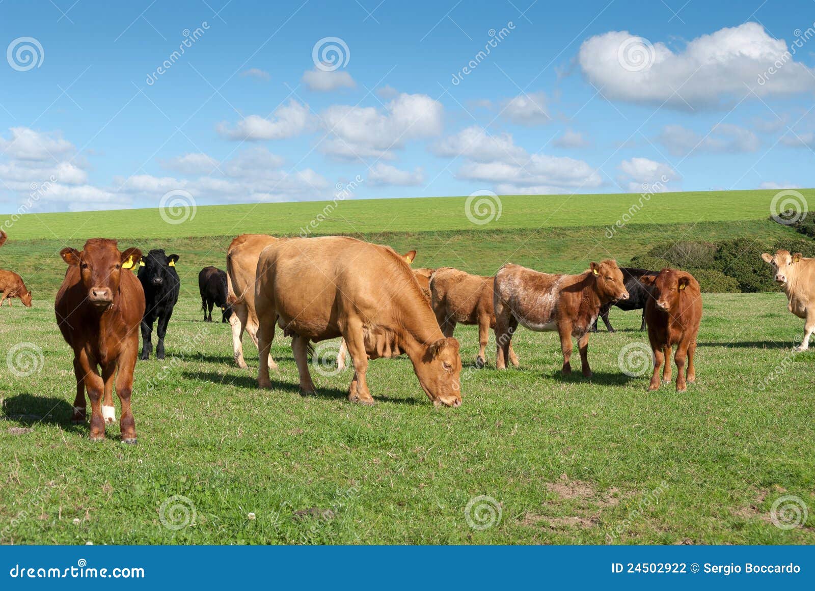 Cows in Cornwall stock photo. Image of landscape, animals - 24502922